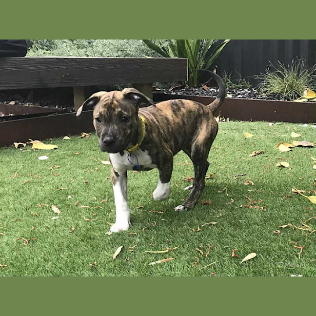 Brooke - 14 Week Old Ridgeback X - Medium Female Rhodesian Ridgeback x ...