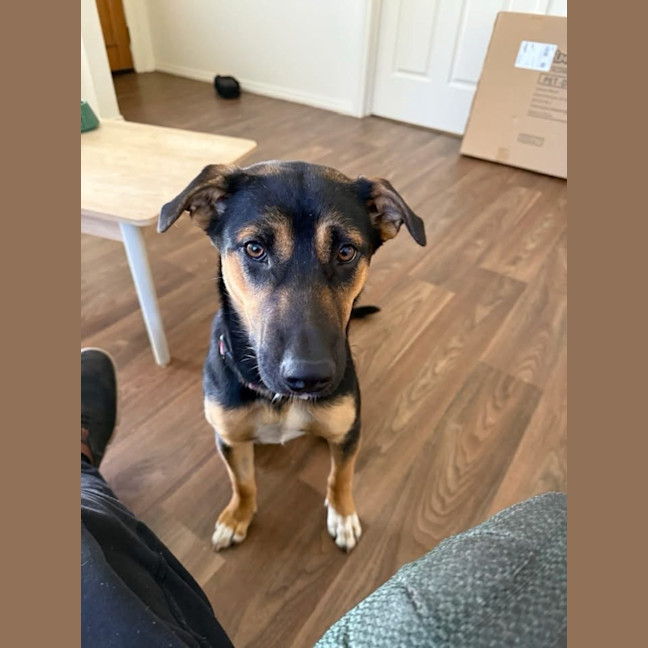 Ellie - Medium Female Australian Kelpie x German Shepherd Dog Mix Dog ...