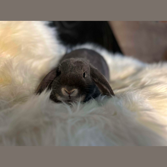 Lacy - Female Mini Lop Mix Rabbit in VIC - PetRescue