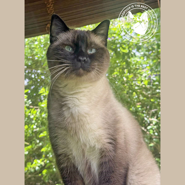 Leo - Male Domestic Short Hair Cat in QLD - PetRescue