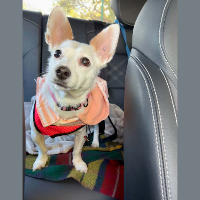 Tilly - Small Female Jack Russell Terrier x Chihuahua Dog in WA - PetRescue