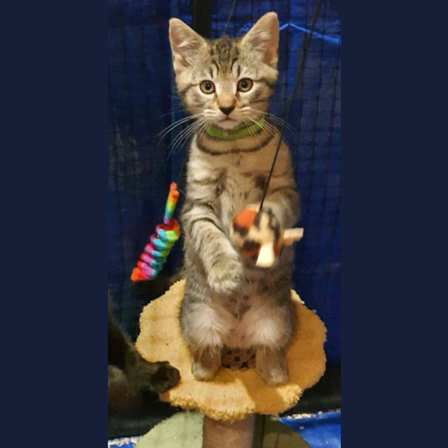 Hamill ** 2nd Chance Cat Rescue ** - Male Domestic Medium Hair (DMH) Cat in VIC - PetRescue