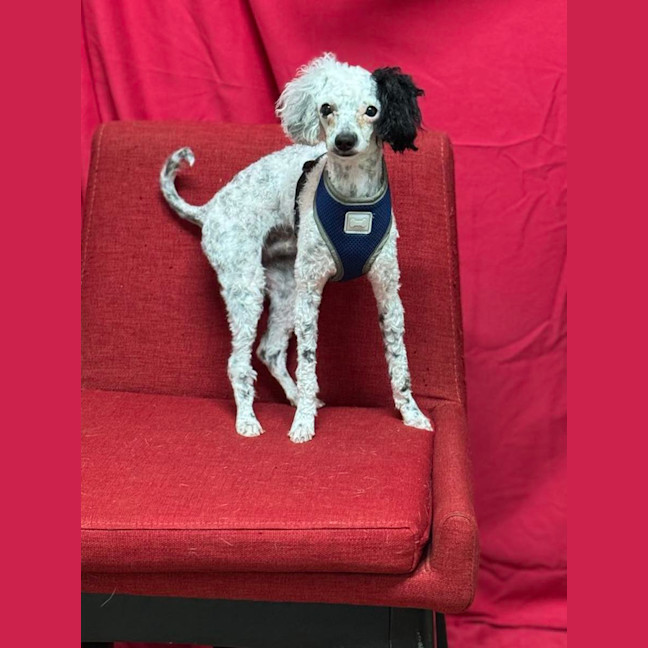 Percy - Small Male Poodle (Toy) Dog in QLD - PetRescue