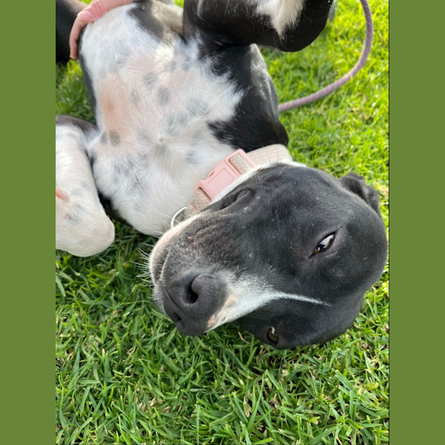 Lizzie - Medium Female American Staffordshire Terrier Dog in NSW ...