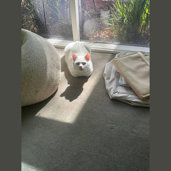 Mochi - Male Domestic Short Hair (DSH) Cat in VIC - PetRescue