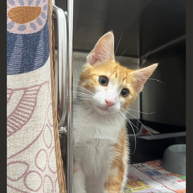 Bonnet - Male Domestic Short Hair (DSH) Cat in NSW - PetRescue