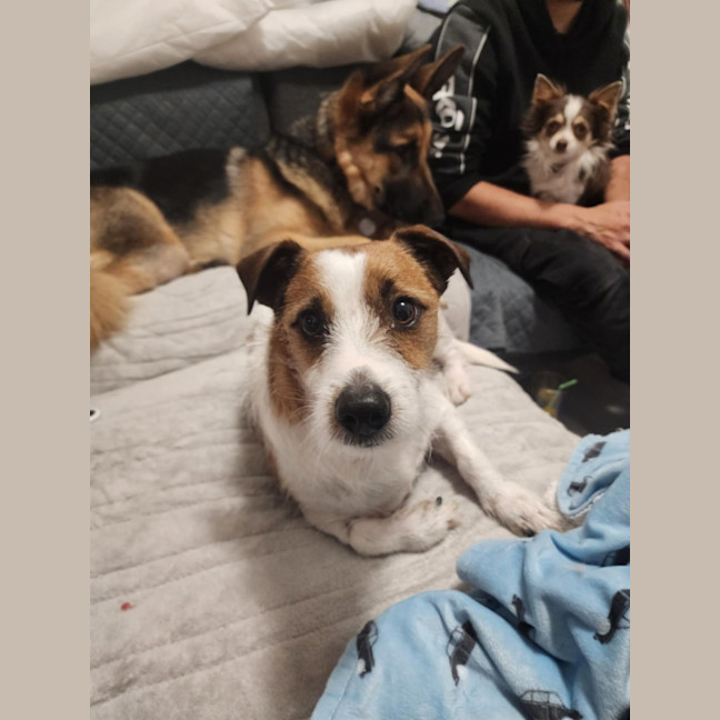 Sammy - Small Male Jack Russell Terrier Dog in VIC - PetRescue