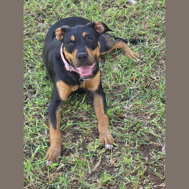 Carla - Medium Female Mastiff Mix Dog in VIC - PetRescue