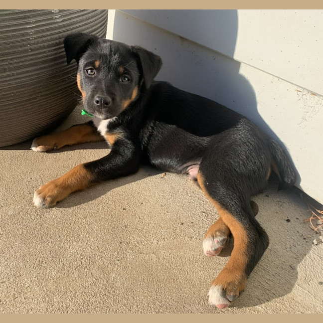 Clancy & Connor - Medium Male Border Collie Mix Dog in NSW - PetRescue
