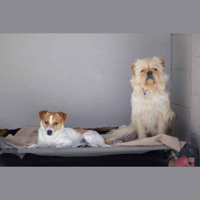 Scruff - Small Male Brussels Griffon x Terrier Mix Dog in QLD - PetRescue
