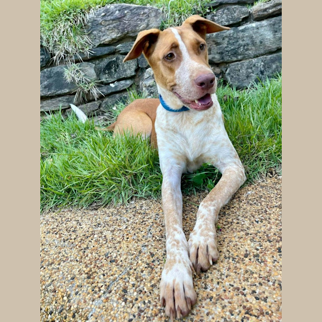 Duke - Medium Male English Pointer Mix Dog in QLD - PetRescue