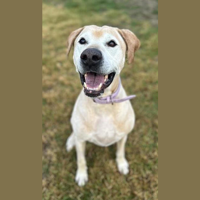 Lily - Medium Female Labrador Mix Dog in VIC - PetRescue