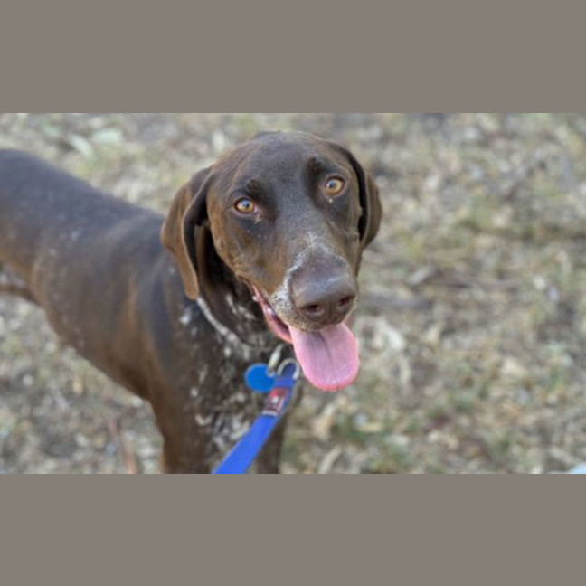 Lucy - Large Female German Shorthaired Pointer Mix Dog in VIC - PetRescue