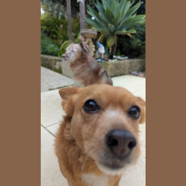 Lucius and Libo - Small Female Jack Russell Terrier Dog in WA - PetRescue