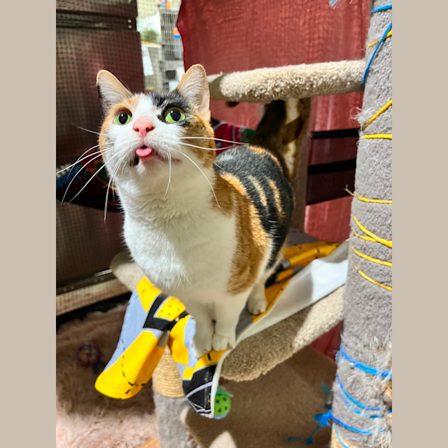 Pumpkin - Female Domestic Short Hair (DSH) Cat in VIC - PetRescue