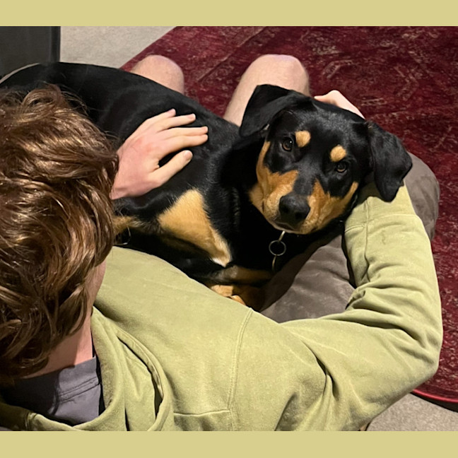 Charlemagne - Medium Male Australian Kelpie x Labrador Retriever Mix ...