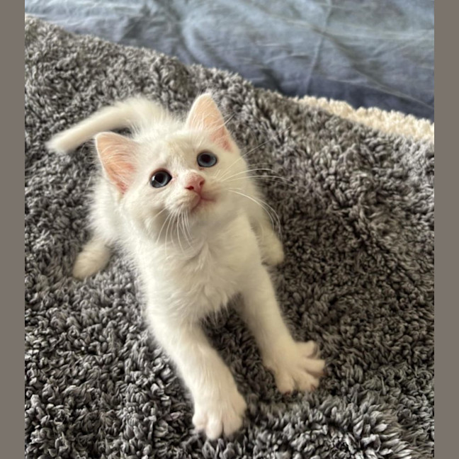 Lorin - Female Domestic Medium Hair (DMH) Cat in QLD - PetRescue