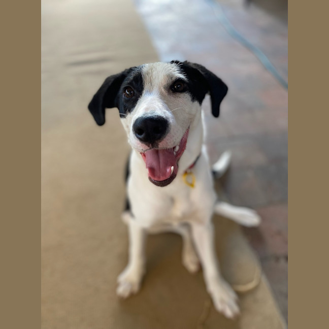 Gypsy - Medium Female Border Collie Mix Dog in VIC - PetRescue