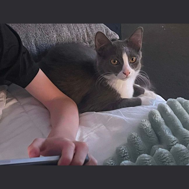 Grayson - Male Domestic Medium Hair (DMH) Cat in QLD - PetRescue