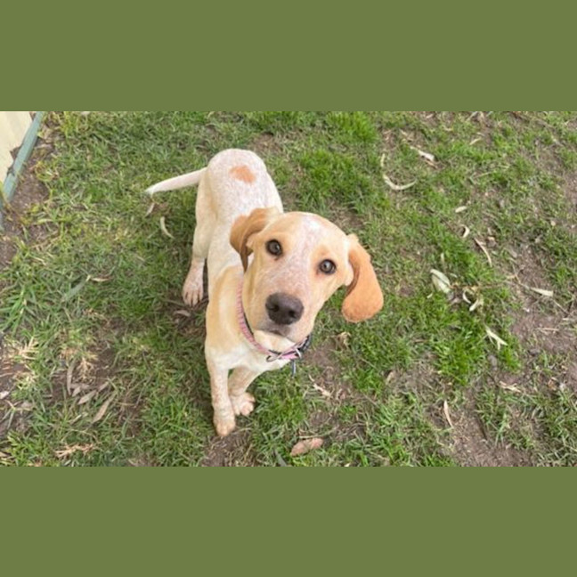 Stanley - Medium Male Beagle x German Shorthaired Pointer Mix Dog in ...