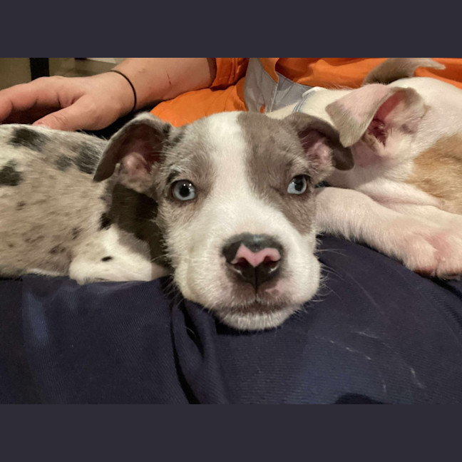 Mork - Small Male Whippet Mix Dog in QLD - PetRescue