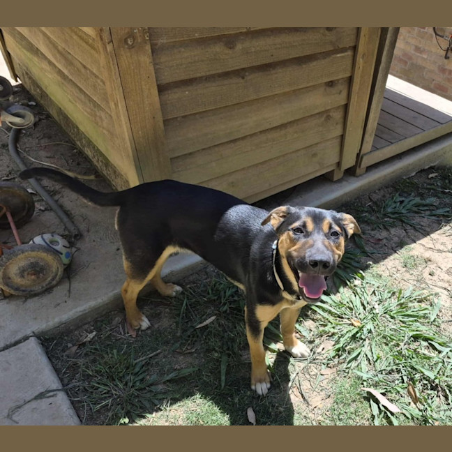 Ellie - Medium Female Australian Kelpie x German Shepherd Dog Mix Dog ...