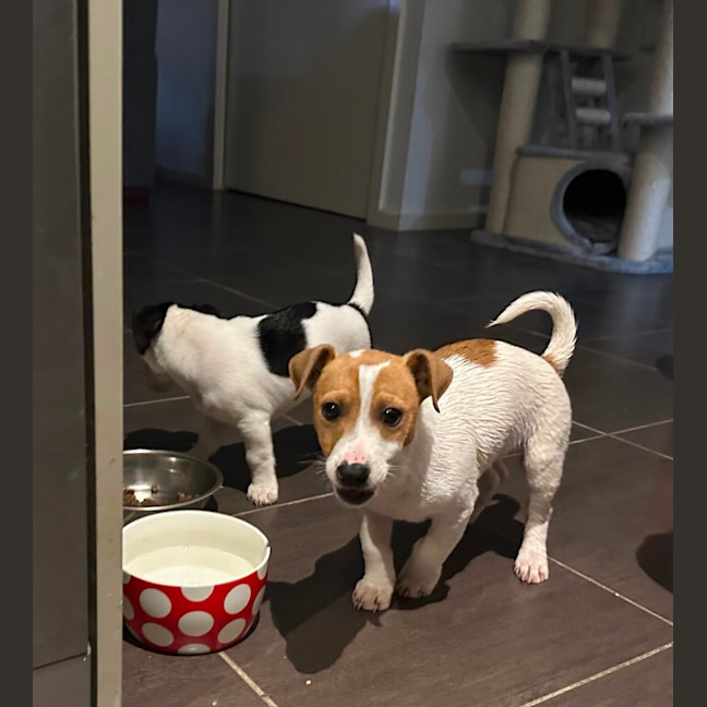 Gary - Small Male Jack Russell Terrier x Miniature Fox Terrier Mix Dog ...