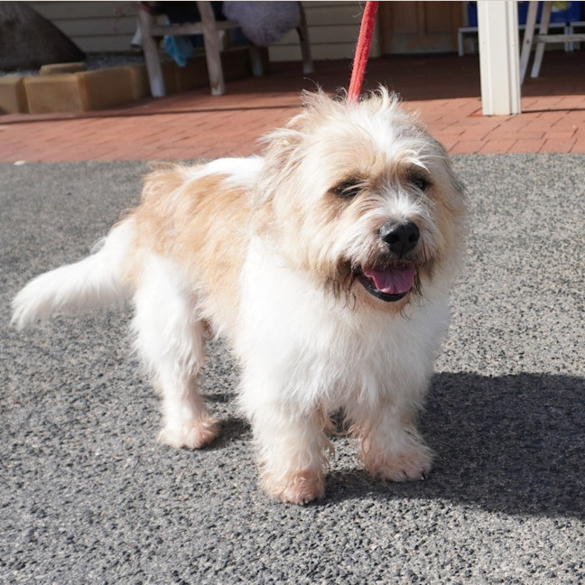 Hamish - Small Male West Highland White Terrier x Shih Tzu Dog in WA ...