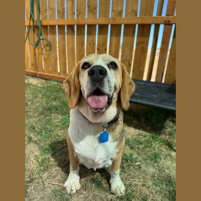 Professor - Medium Male Beagle Dog in VIC - PetRescue