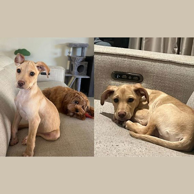 Dougie - Small Male Kelpie Mix Dog in VIC - PetRescue