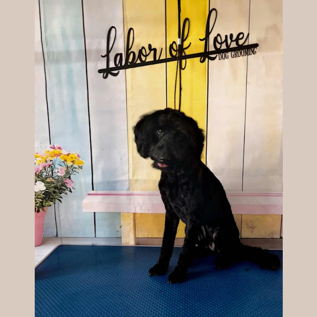 Norbert - Medium Male Cocker Spaniel x Poodle (Miniature) Mix Dog in ...