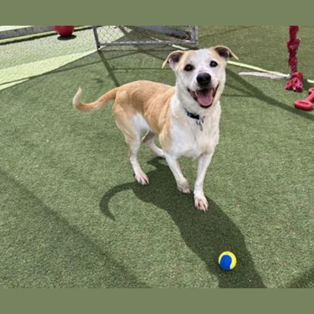 Tiki - Medium Female Boxer x Siberian Husky Mix Dog in VIC - PetRescue