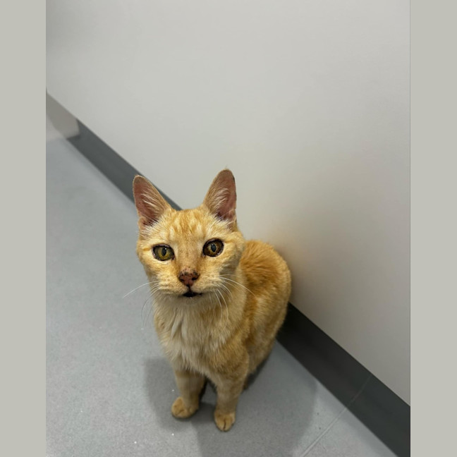 Rambo - Male Domestic Short Hair (DSH) Cat in QLD - PetRescue