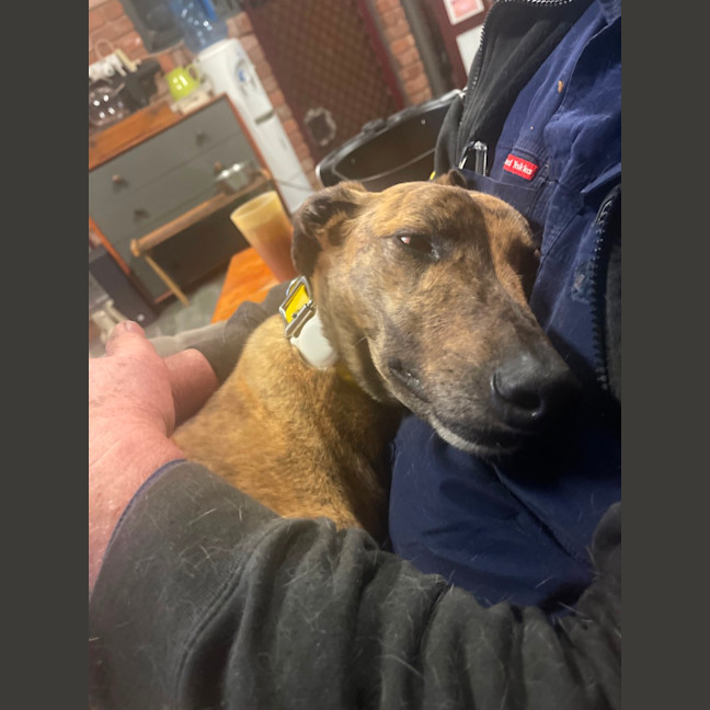 Tin Tin 27kg - Small Female Greyhound Dog in VIC - PetRescue