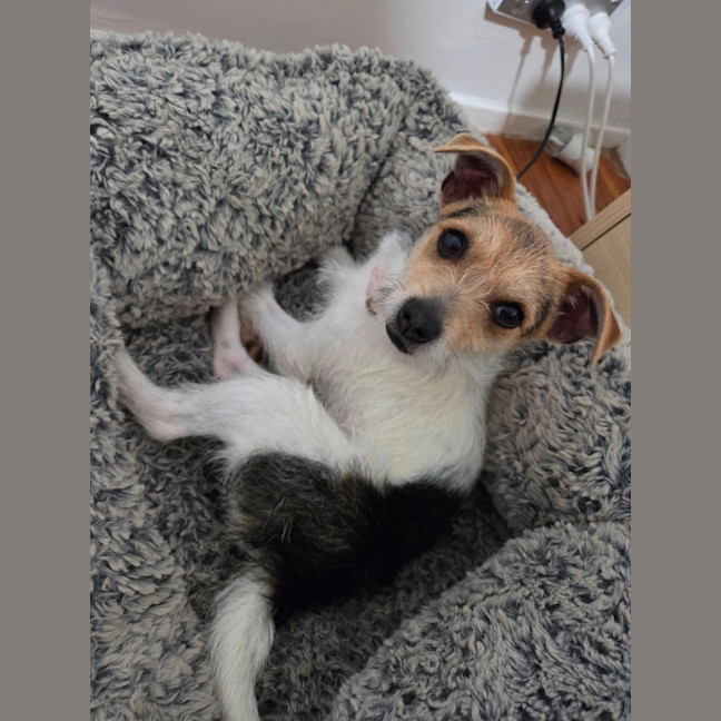 Nyla - Small Female Jack Russell Terrier Mix Dog in NSW - PetRescue