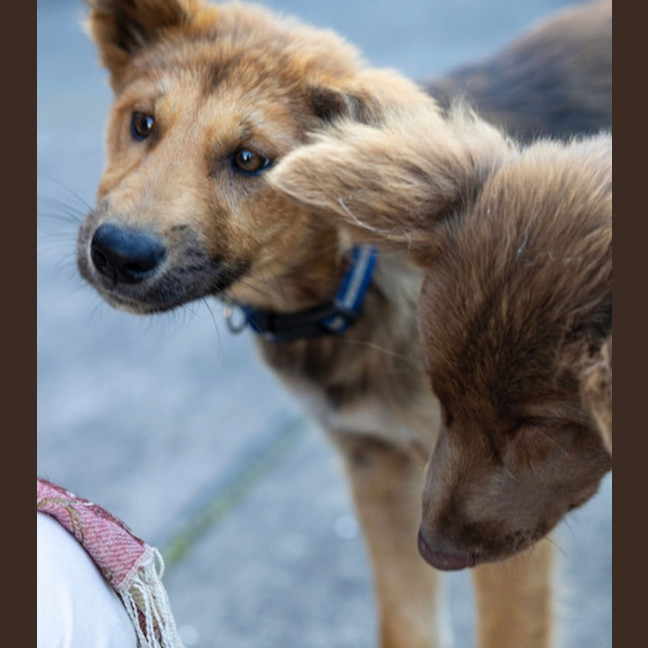 Heli - 6 Month Old Dingo X (Trial 29/12) - Medium Female Dingo Mix Dog ...
