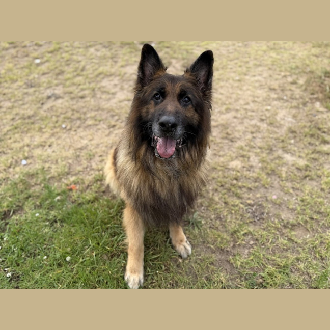 Aslan imp 3187 - Large Male German Shepherd Dog (Long Stock Coat) Dog ...