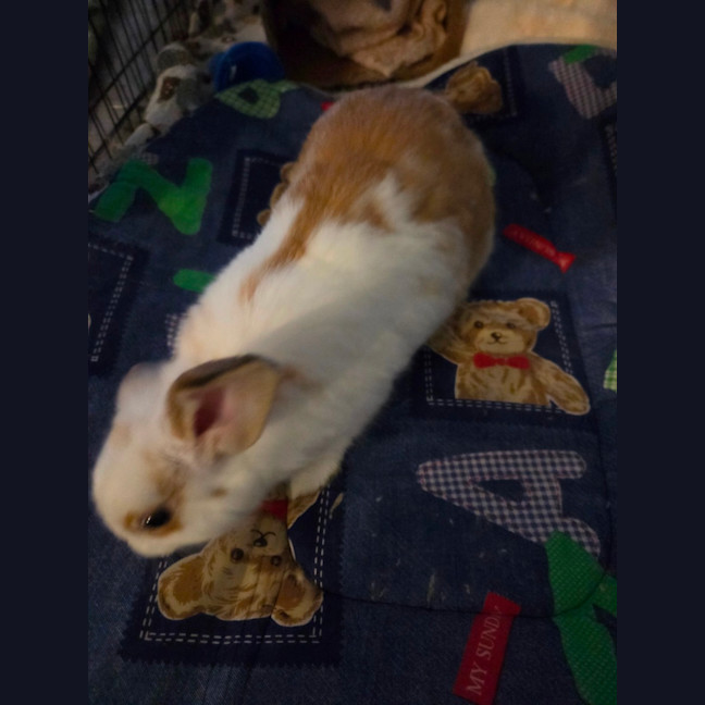 Giggles - Male Mini Lop Mix Rabbit in VIC - PetRescue
