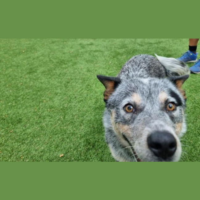 Rocky - Medium Male Heeler Mix Dog in VIC - PetRescue