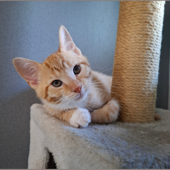 Neville - Male Domestic Short Hair Mix Cat in QLD - PetRescue
