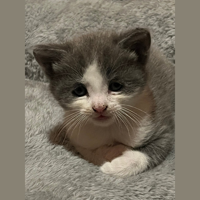 Ducky - Female Domestic Short Hair Mix Cat in QLD - PetRescue