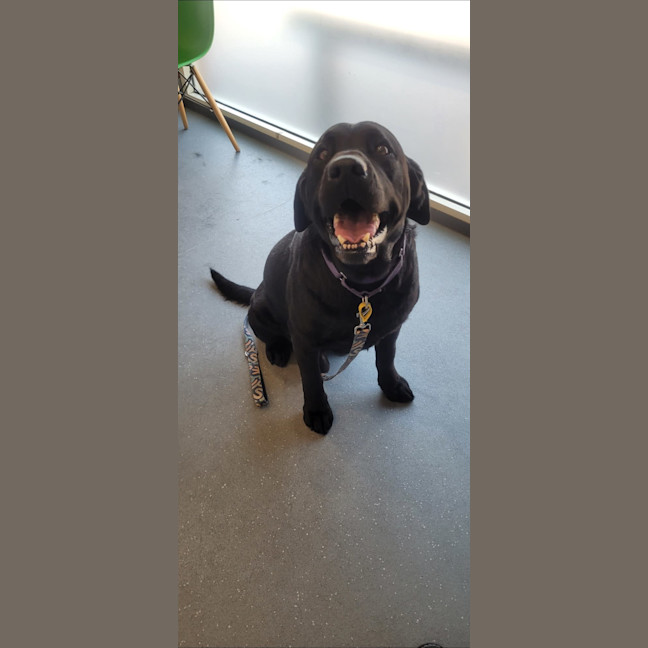 Harper - Large Male Labrador Retriever Dog in VIC - PetRescue