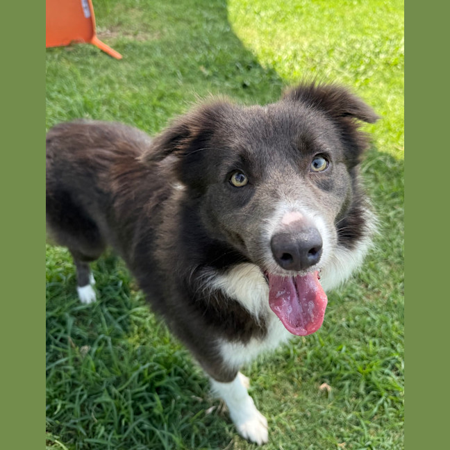 Sadie - Medium Female Border Collie Mix Dog in QLD - PetRescue