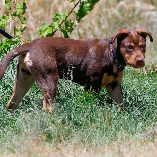 Rusty - Medium Male Mixed breed Mix Dog in WA - PetRescue