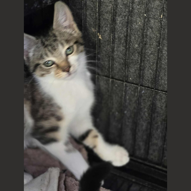 Foofy - Female Domestic Short Hair (DSH) Cat in VIC - PetRescue