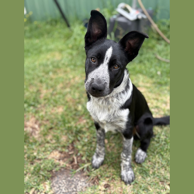 Ruby - Medium Female Border Collie x Australian Cattle Dog Mix Dog in ...