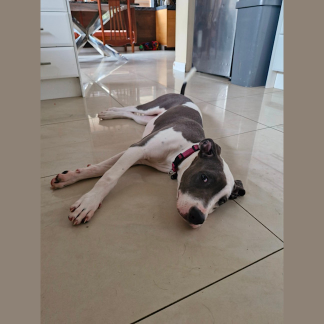 Zumba - Medium Female American Staffordshire Terrier Mix Dog in NSW - PetRescue