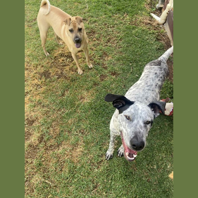 Trident - Large Male Pointer Mix Dog in VIC - PetRescue