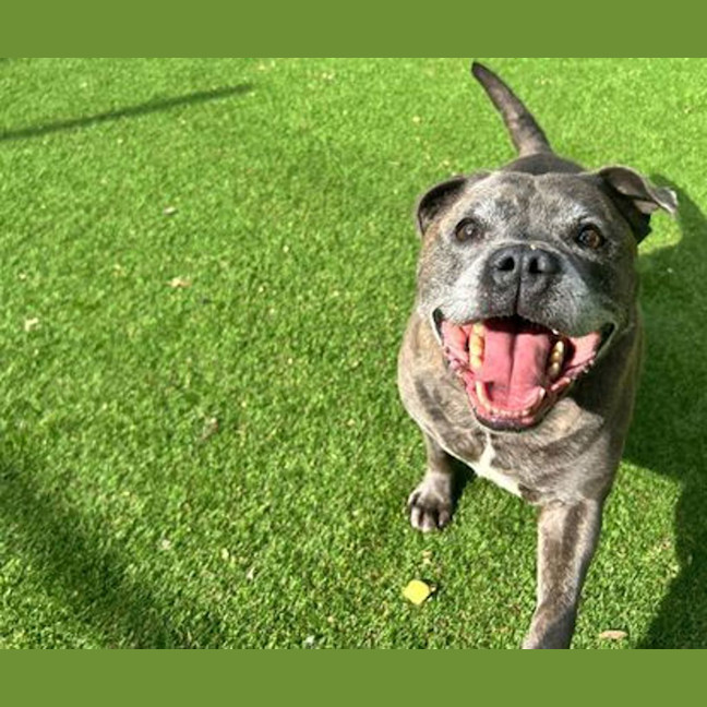 Odie - Medium Male English Staffy Mix Dog in VIC - PetRescue