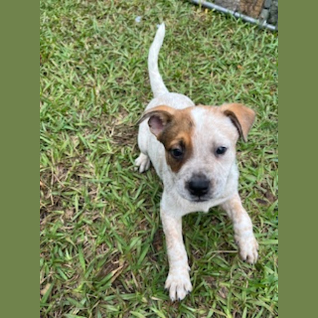 Bongo - Medium Male Australian Cattle Dog Mix Dog in NSW - PetRescue